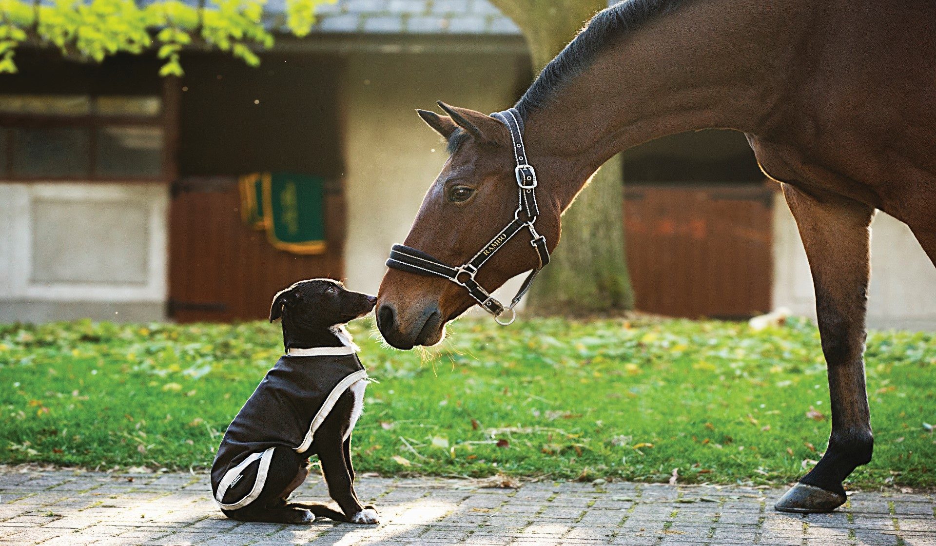 Equestrian Products and Polo Equipment. - Tally Ho Farm Ltd