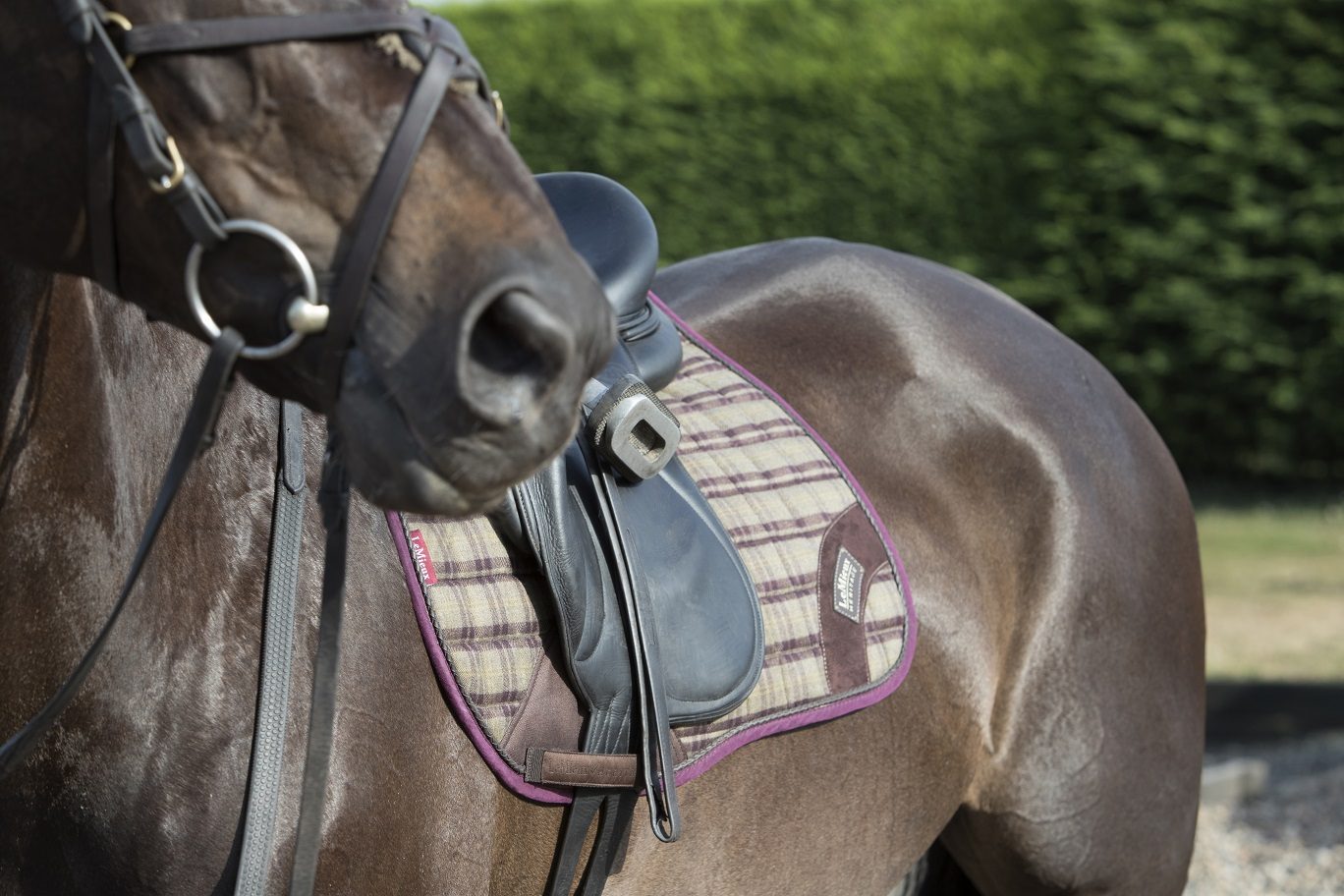 Equestrian Products and Polo Equipment. - Tally Ho Farm Ltd