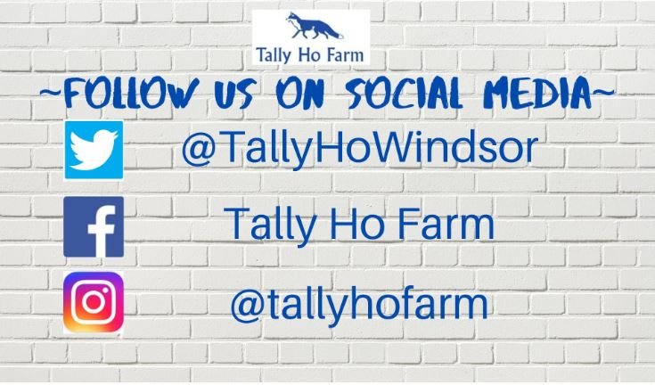 Equestrian Products & Polo Equipment - Tally Ho Farm Ltd